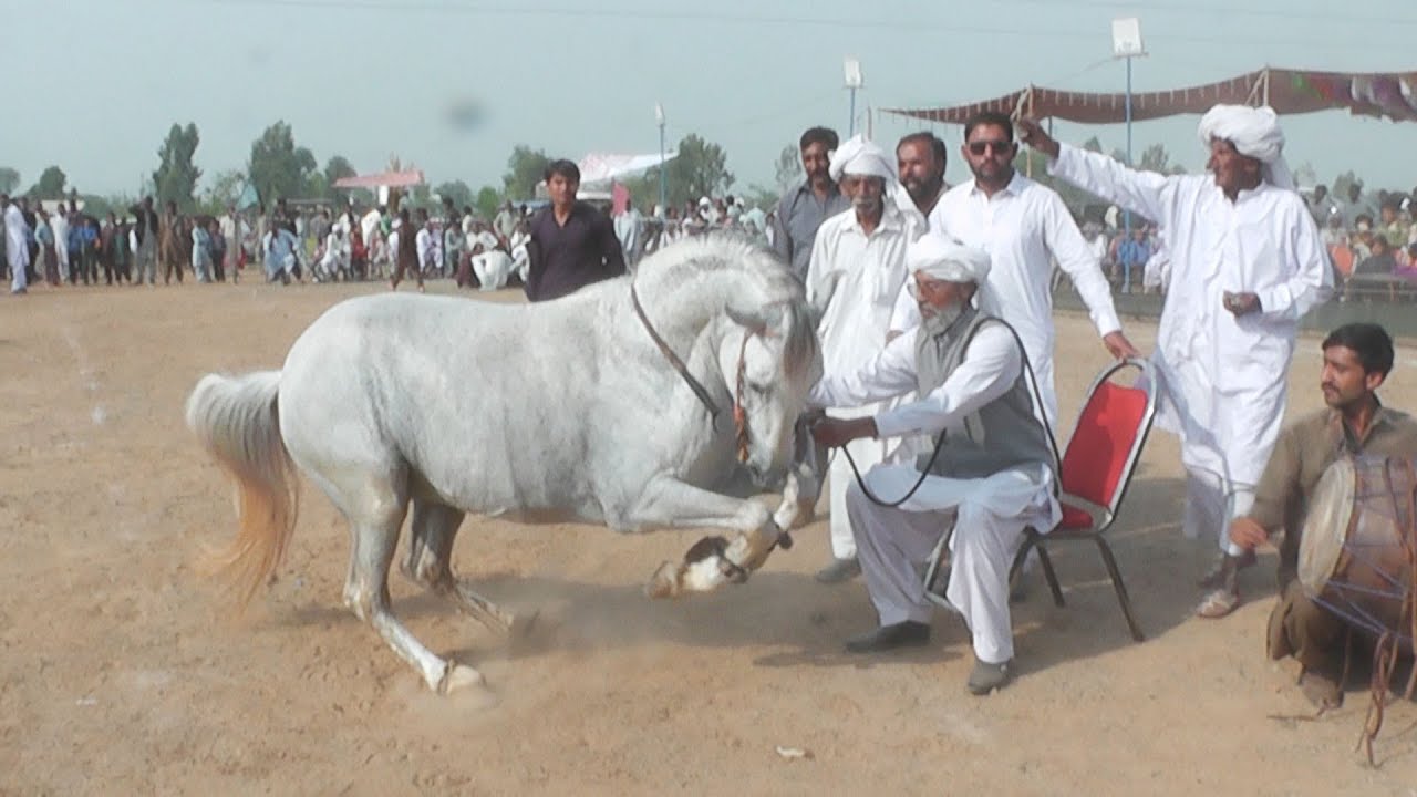 Horse Dance With Dhol In Pakistan 2023 | Lovely Ghora Dance - YouTube