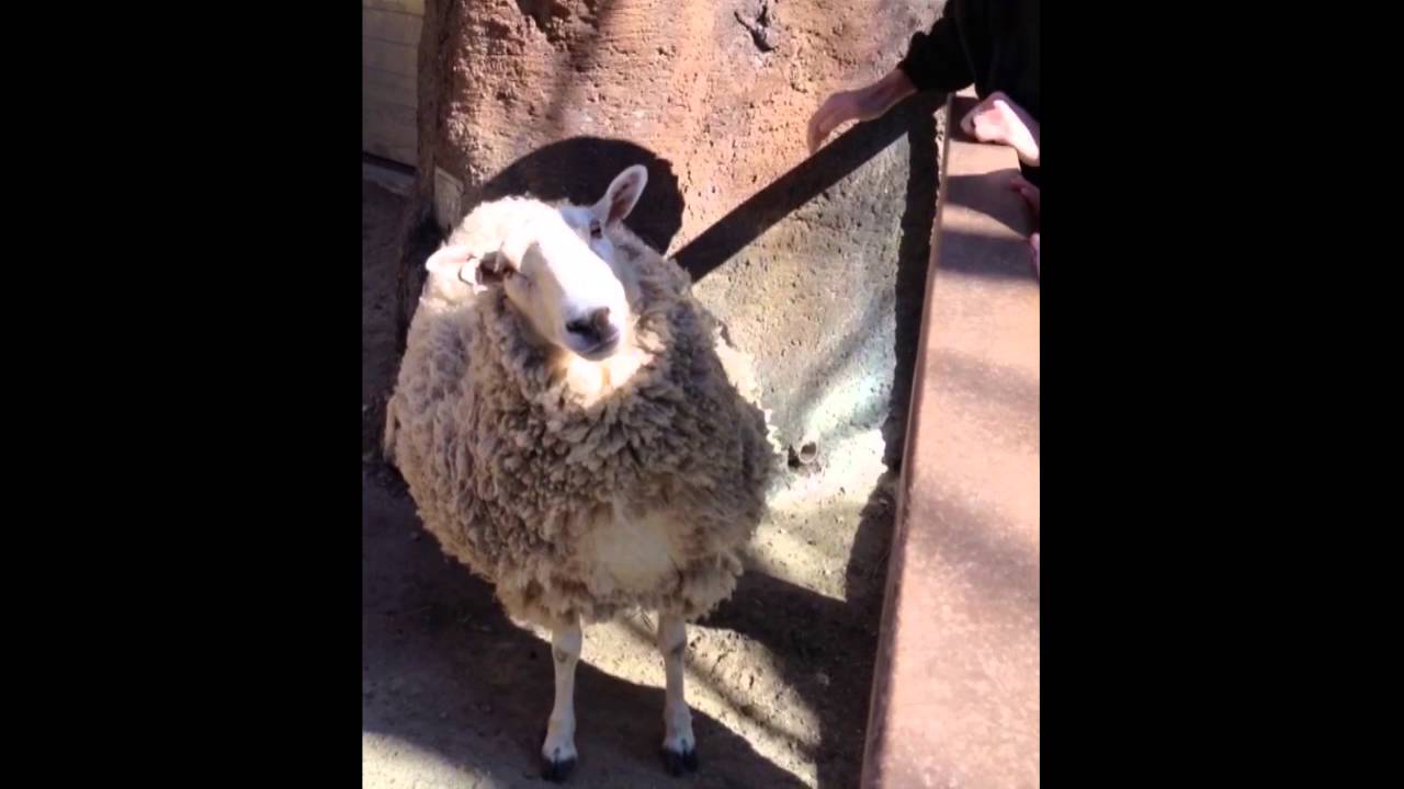 Sheep Loves Being Scratched - YouTube