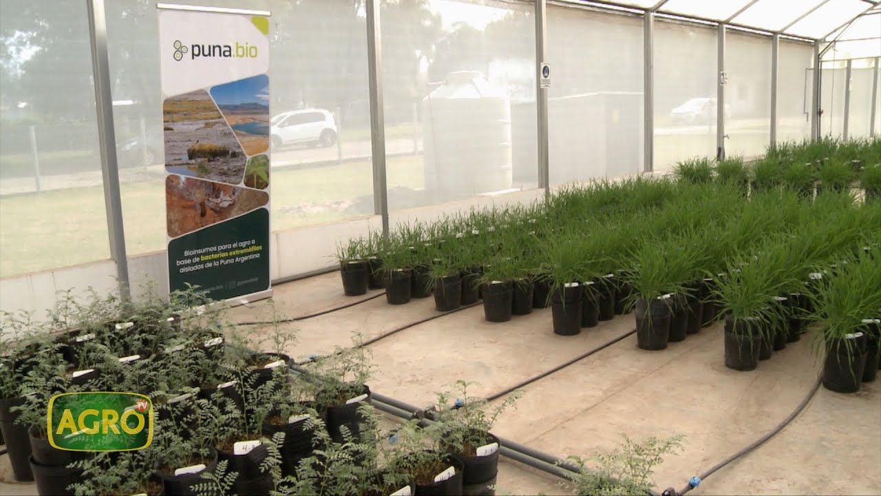 Puna.Bio: Cómo se diseñan insumos agrícolas con microorganismos de La ...