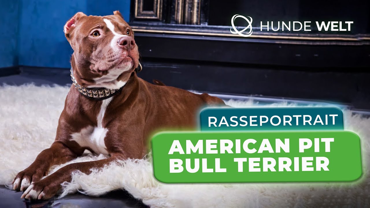 American Pit Bull Terrier - Rasseportrait | Herkunft, Wesen und ...
