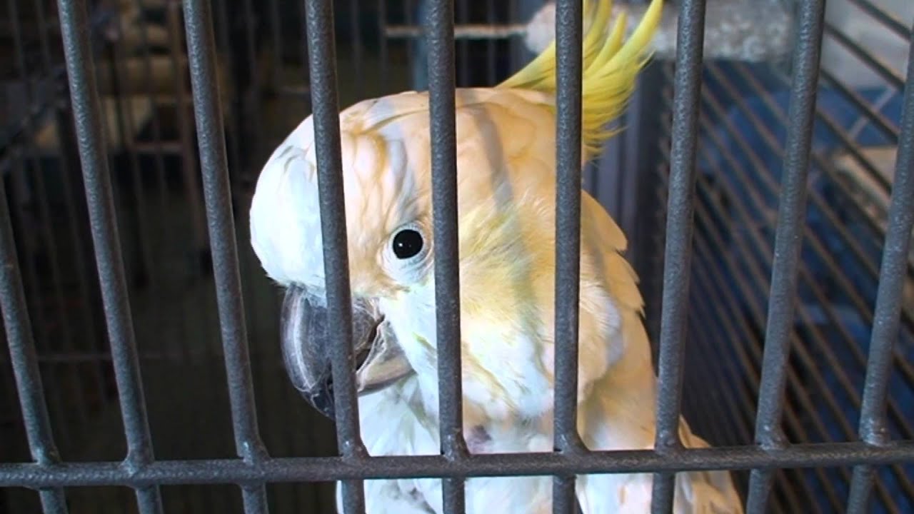 Polly the talking parrot. certainly not a Monty Python ex parrot! - YouTube