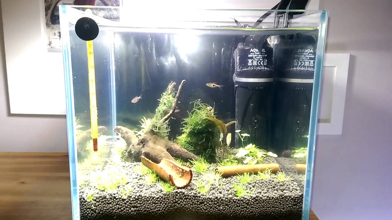 Krewetkarium opti 15l pod Crystal Red - YouTube