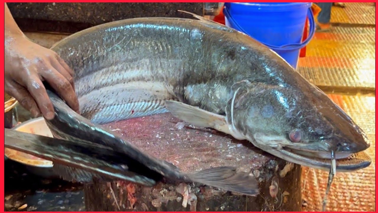 10 kg Giant Wallago Attu Boal Fish Cutting With Huge Eggs | Fish ...