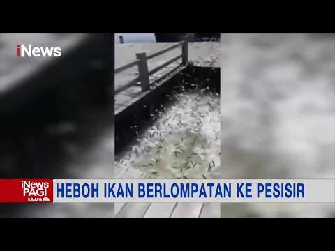 Heboh Ratusan Ekor Ikan Lompat dari Laut ke Pesisir Pantai Pulau Bidadari, Jakarta #iNewsPagi 22/12