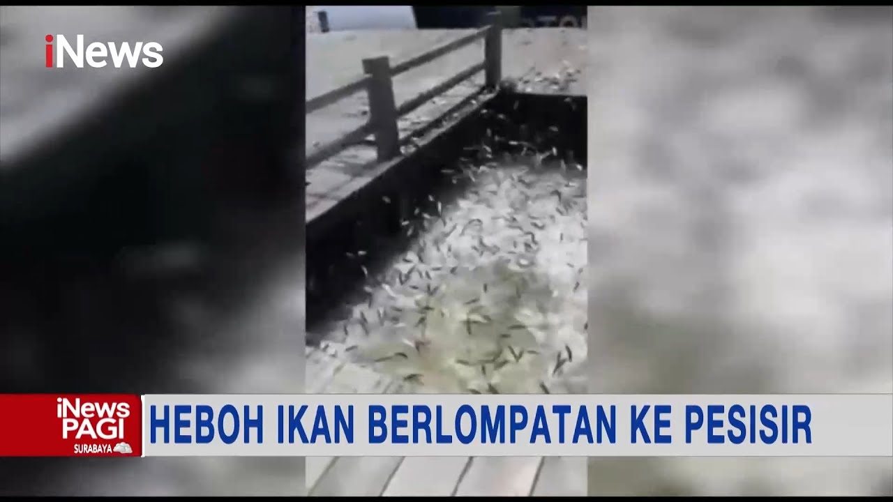 Heboh Ratusan Ekor Ikan Lompat dari Laut ke Pesisir Pantai Pulau ...