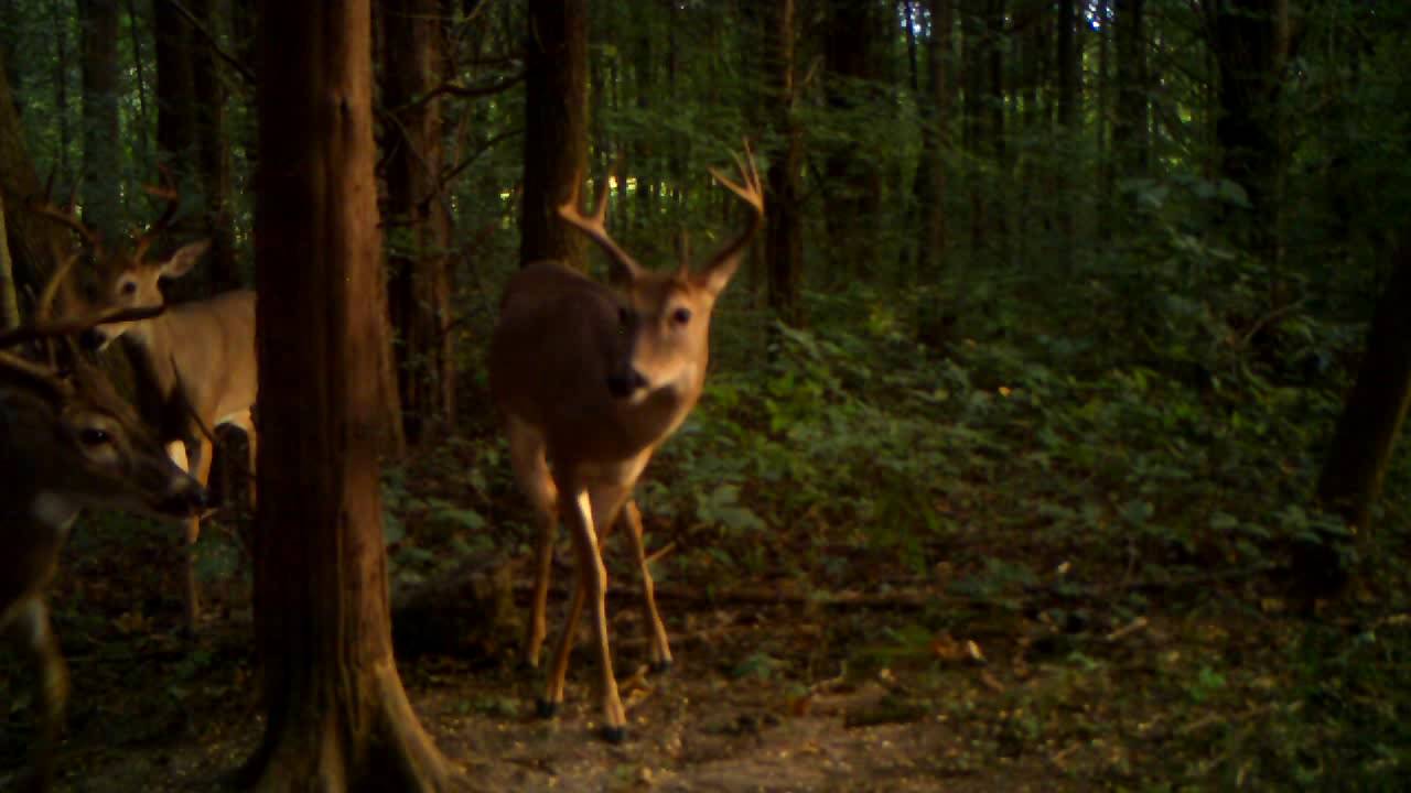 Brutus, Buster, and Junior - YouTube