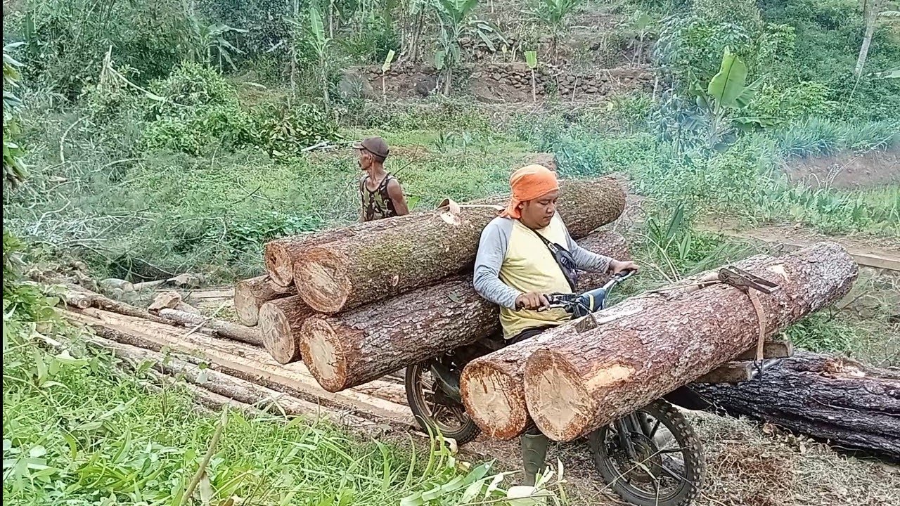 joki muda pengangkut kayu super berat 🇮🇩 - YouTube