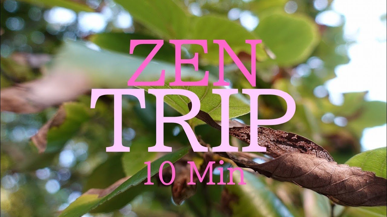 Enlightenment Day 106 of 108 - 10 Minute Zen Music for Meditation ...