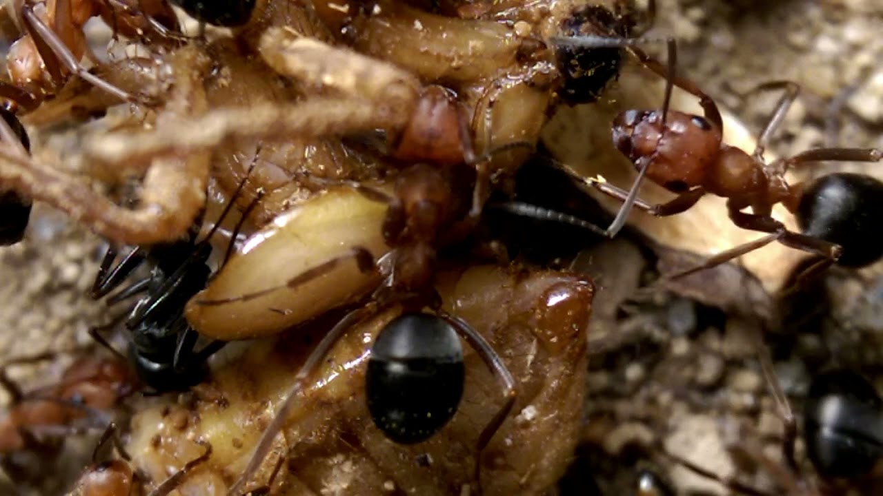 Formica cf. integra Colony | Cicada Feast! - YouTube