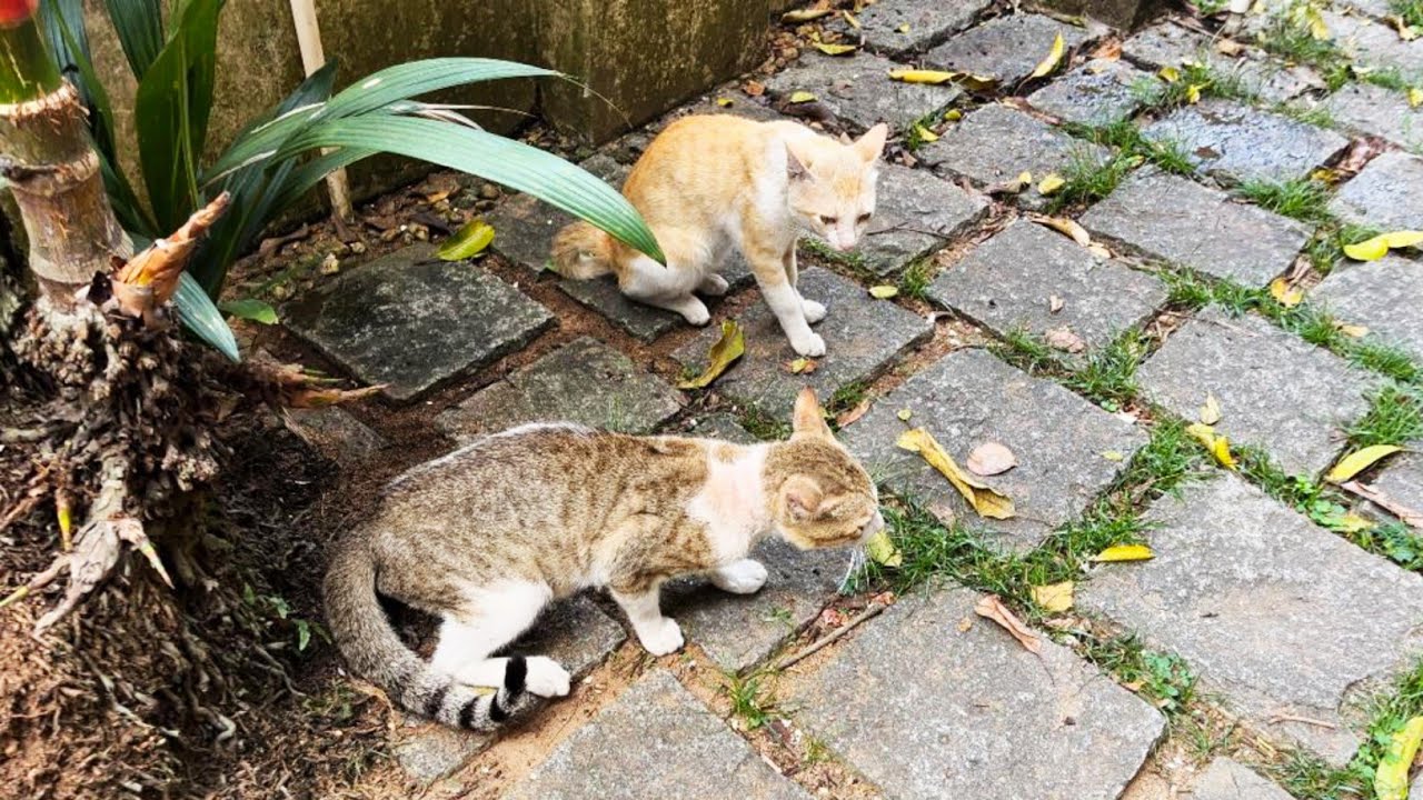 Angry male cats warming up for fighting|21 - YouTube