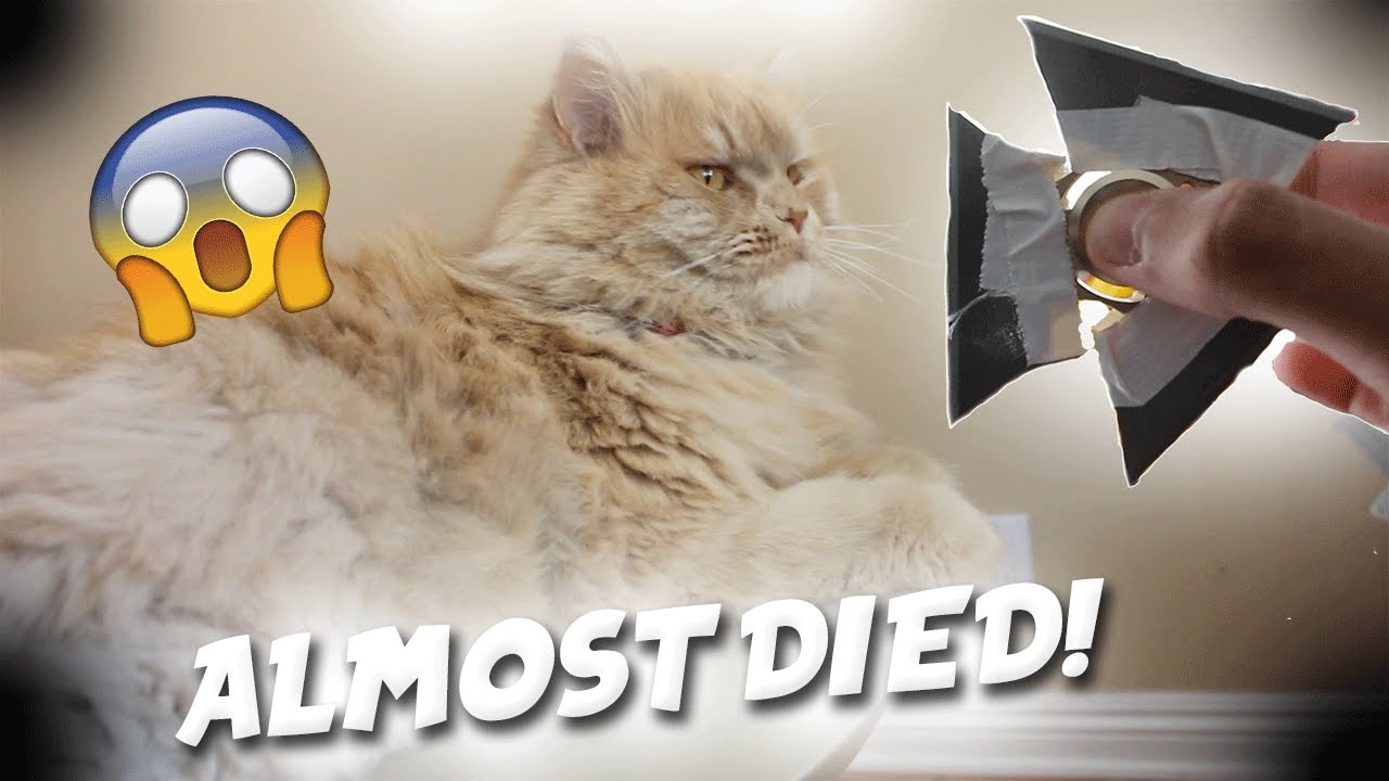 1000mph DEADLY FIDGET SPINNER VS PET! - YouTube