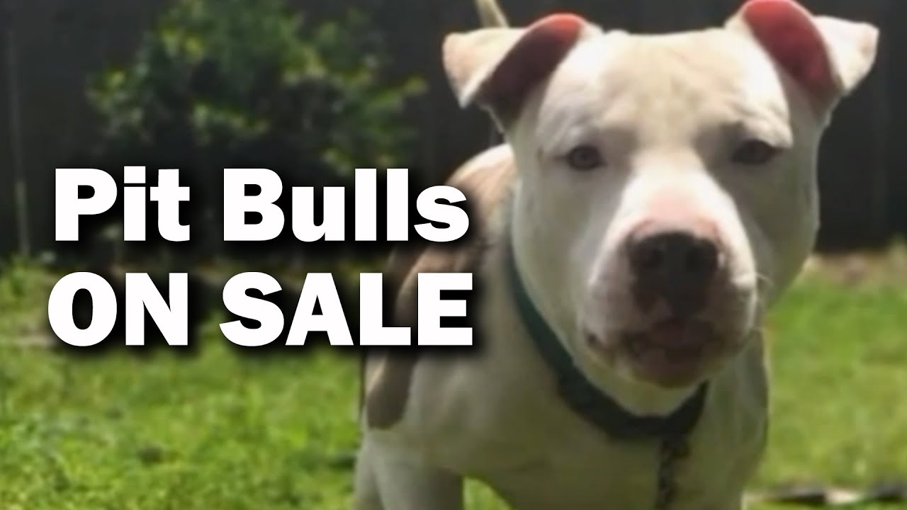 Curb Your Pit Bulls On Discount - YouTube