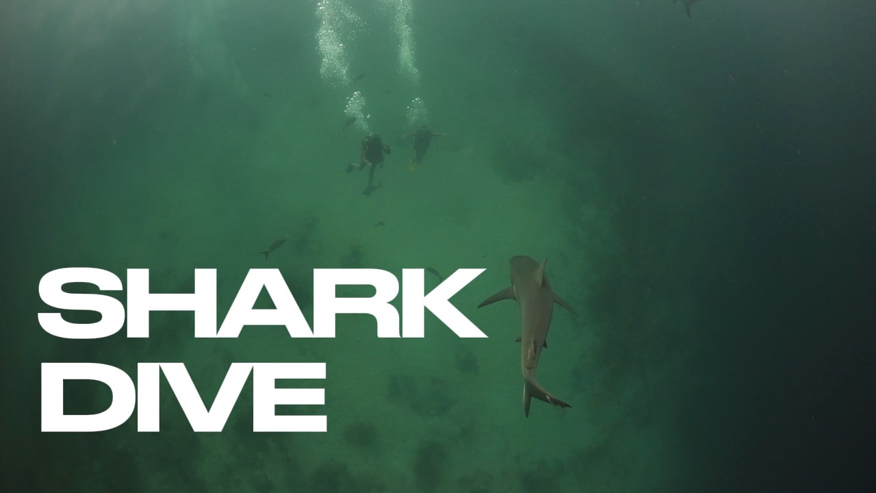 Sharks! Dive a wreck and a reef with us in Nassau, Bahamas - YouTube