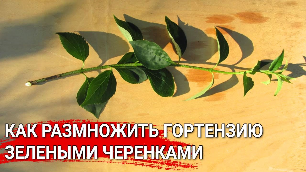 Как размножить гортензию зелеными черенками Youtube