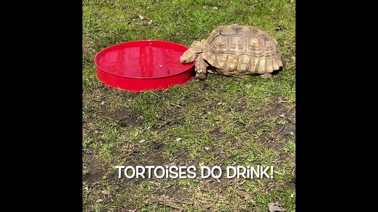 Sulcata Tortoises drinking water 💧 💦 - YouTube