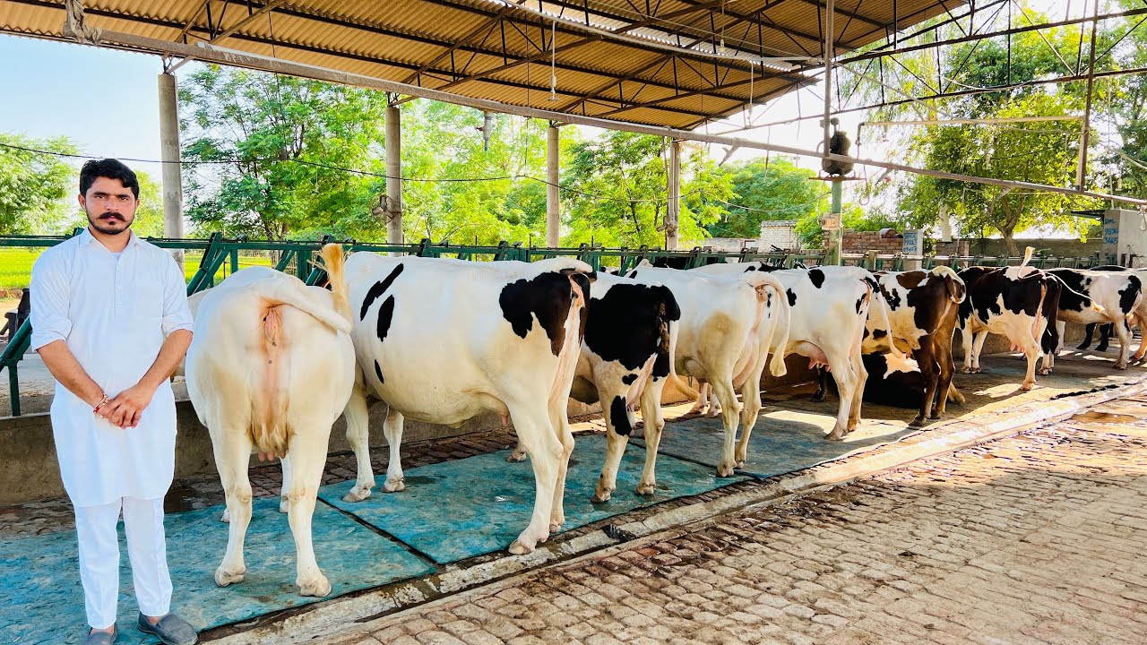 Special cow order for West Bengal from Punjab || Gurwinder Dairy Farm ...