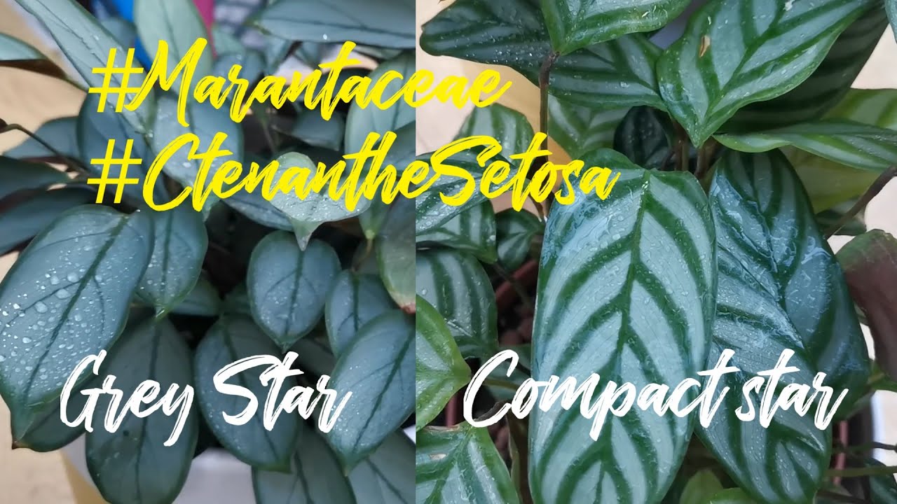 Ctenanthe Setosa: Compact star and Grey Star - YouTube