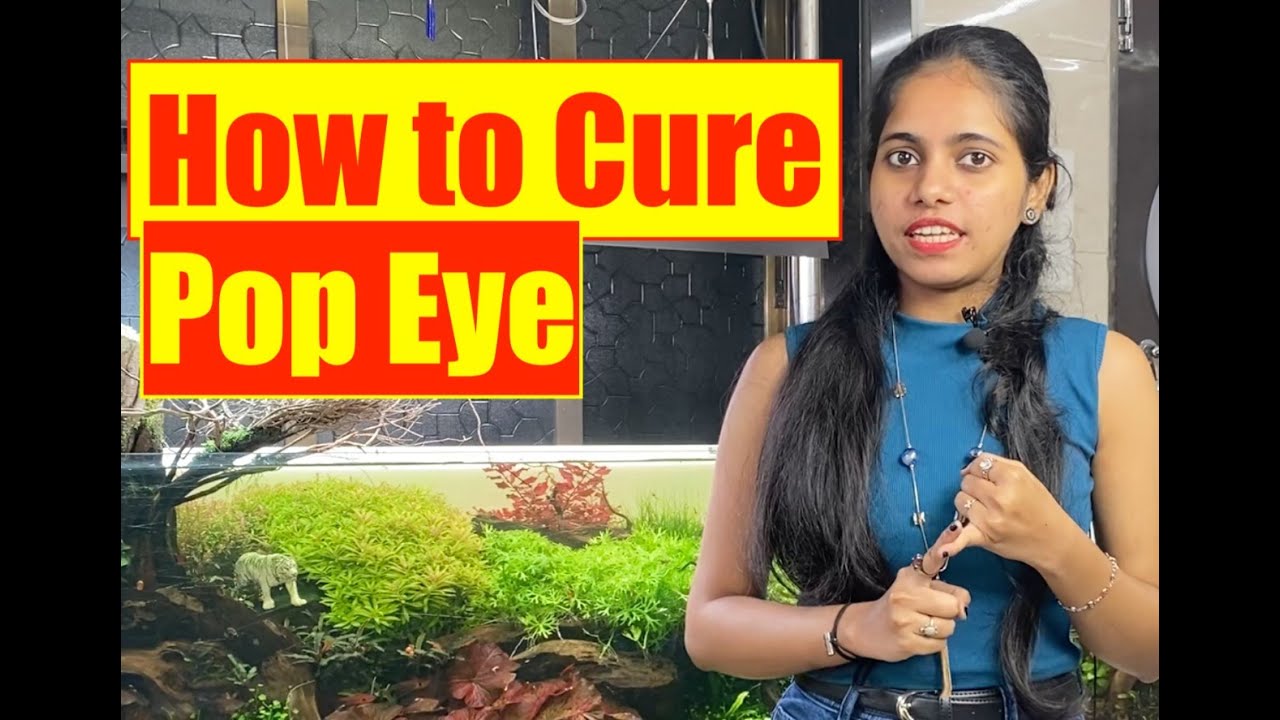 How to Cure Popeye Disease | Aquarium fish | Learn with Pooja | Mayur Dev Tips on Fish Keeping ...