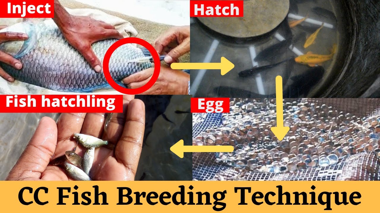 மீன் குஞ்சுகள் உற்பத்தி செய்யும் முறை | Chinese Carp Fish Live Breeding ...