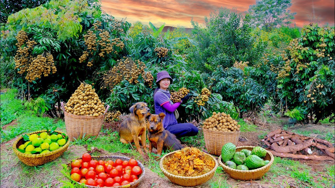 Harvest Turmeric, Snails, Longan, Cassava, Soursop, Lekima, And Tomatoes To Sell At The Market ...