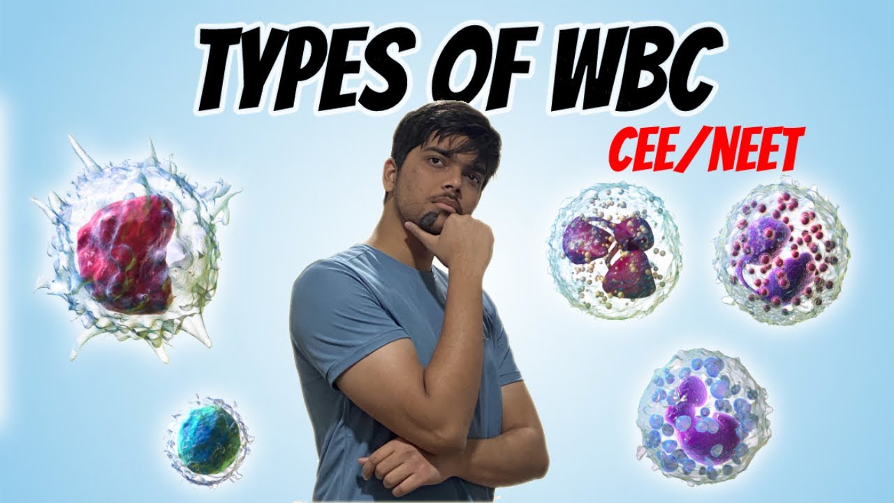 Animal Tissue - Types of WBCs (CEE/NEET/11/12/NEB Boards) VIDEO 24 ...