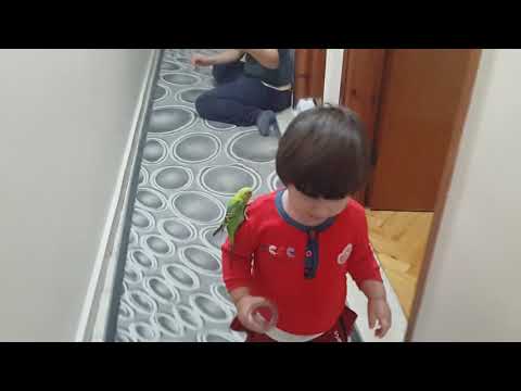Çınar ın arkadaşı, Eğlenceli çocuk videosu