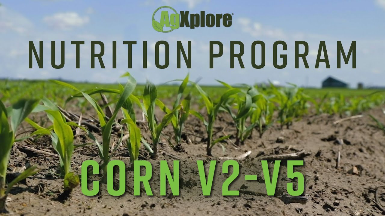 Corn Vegetative Growth - AgXplore Nutrition Program - YouTube