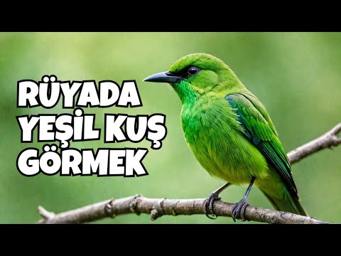 Rüyada Yeşil Kuş Görmek Ne Anlama Geliyor ? - Leyla Bayram Rüya ve İstihare Yorumcusu