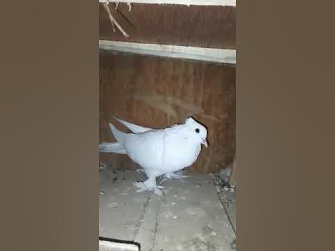 bhatz pigeon Yahoo Kashmiri - YouTube