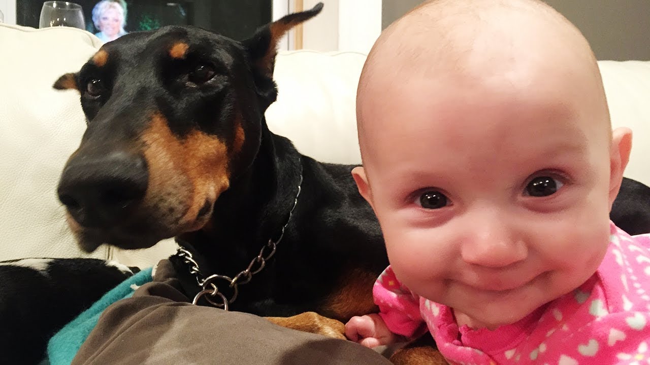 Doberman Playing With Baby - Sweetest Friendship of Baby and Dog - YouTube