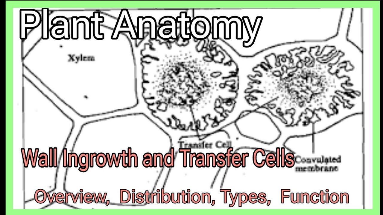 Wall ingrowth and transfer cells - YouTube