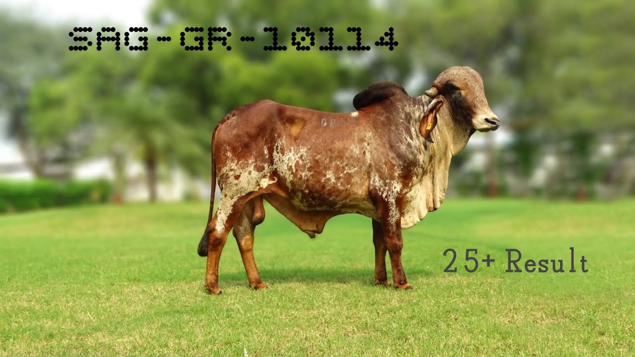 SAG-GR-10114 Gir Bull Result | SAG | Gir #gircow #gircowlove # ...