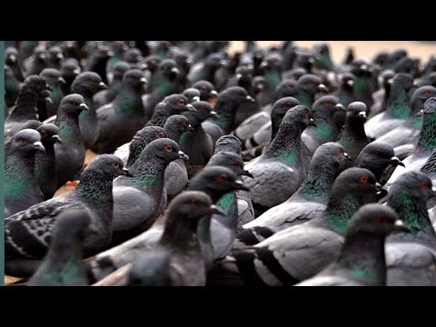 DOVE | PAVURALU | Pigeons | 4K VIDEO| Pigeon | Pet | Viral | Viral ...