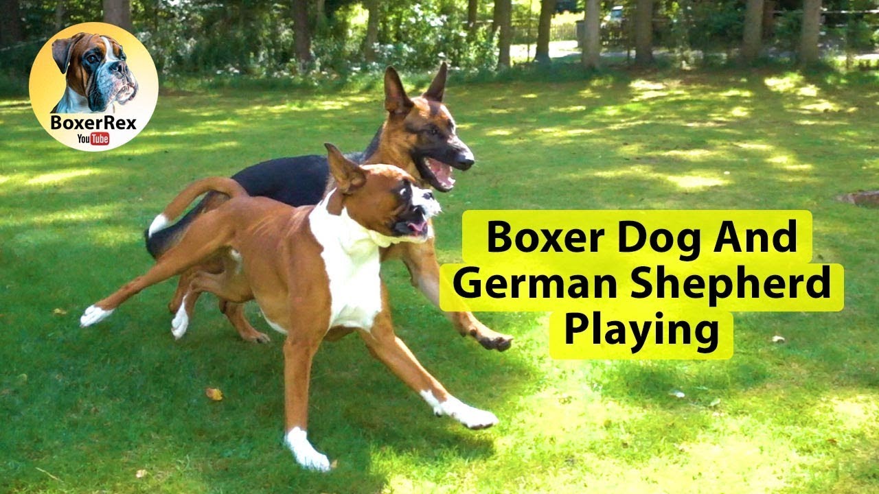 Boxer Dog And German Shepherd Playing 💗 😀 - YouTube