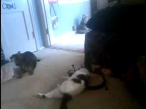 Cats getting stoned on Catnip - YouTube