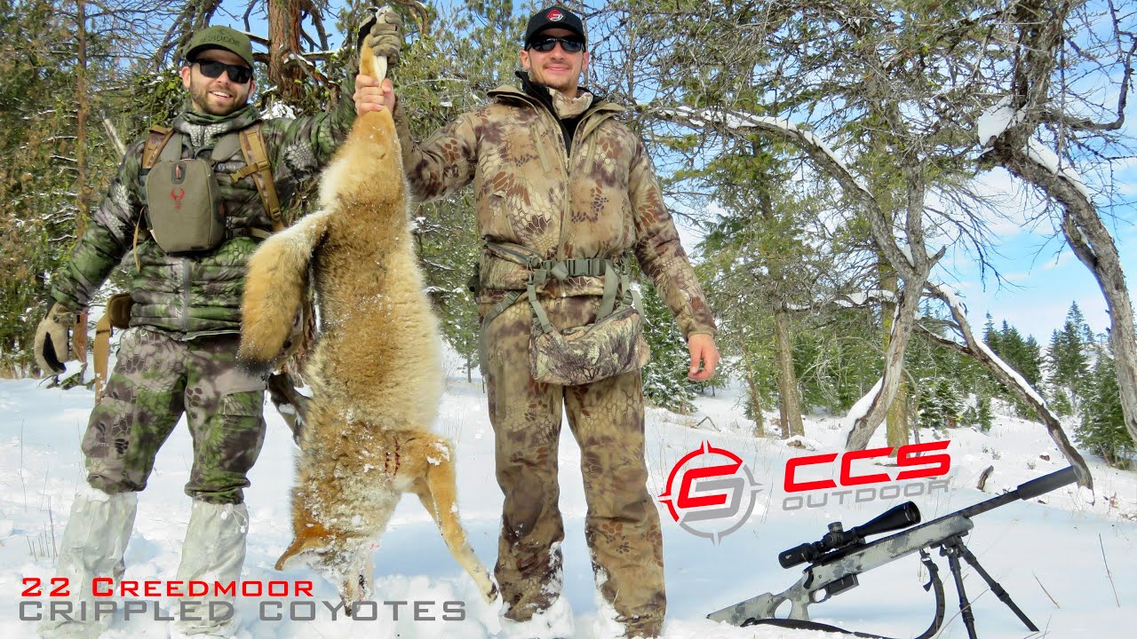 Big Timber Coyote & 6 Pack in the Sage - YouTube