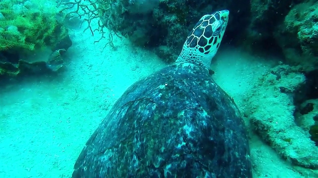 Giant turtle diving in the deep sea - YouTube