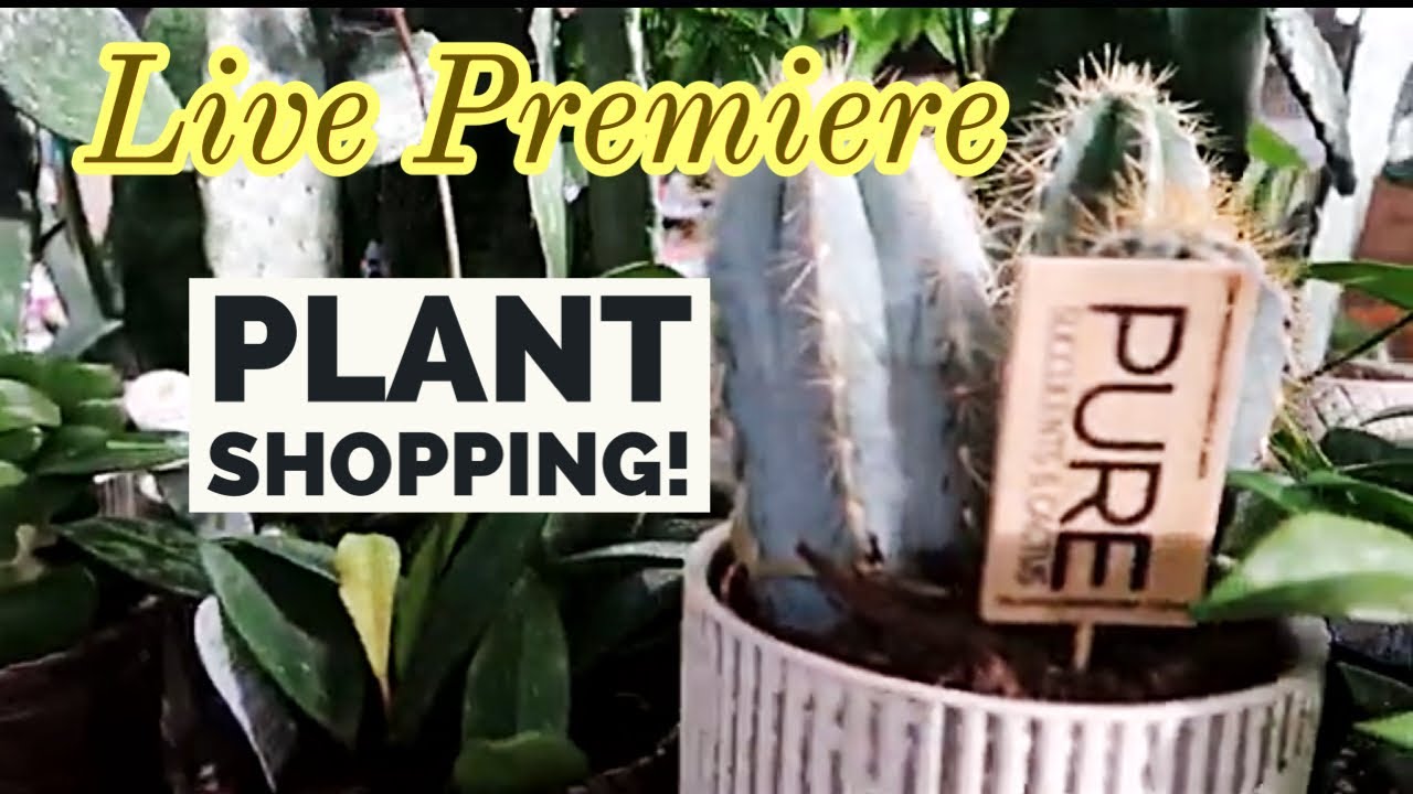 Plainview Pure Cacti and Succulents + Walmart is Already Killing the ...