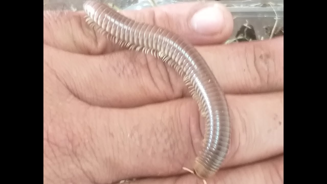 Gongolo - Vídeo aula 394 - Oficina Eu, a mata e a ArcelorMittal - YouTube