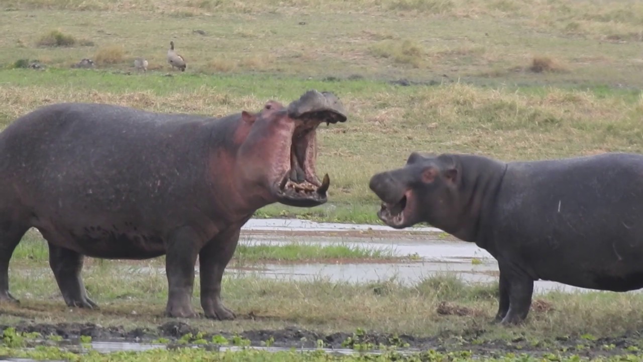 Aggressive Hippos at Amboseli National Park - YouTube