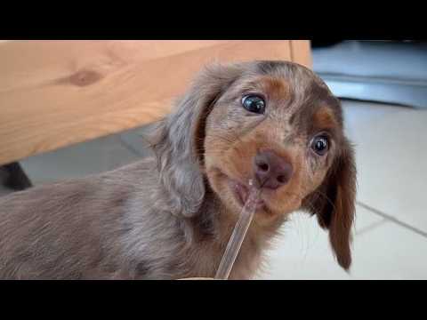 30 Minutes of the World's CUTEST and DRAMATIC Puppies🐶