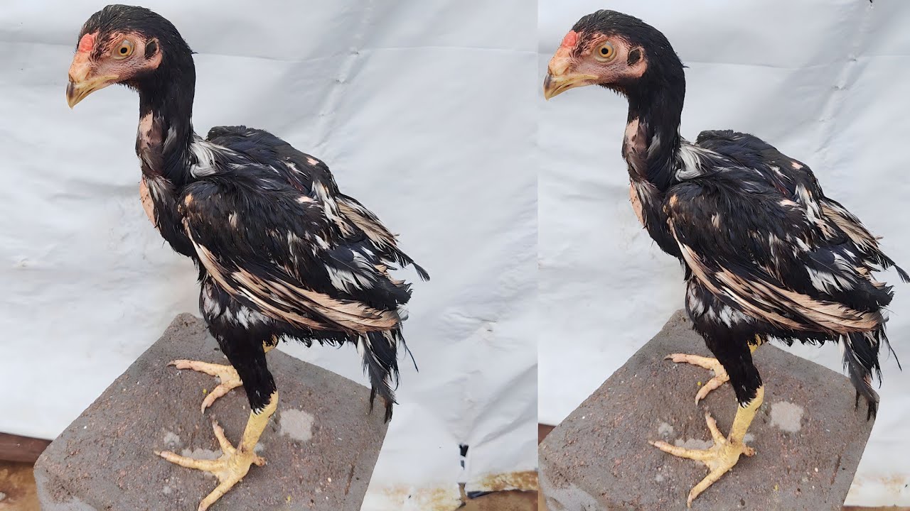 Dragon Aseel Chicks || Chickens - YouTube
