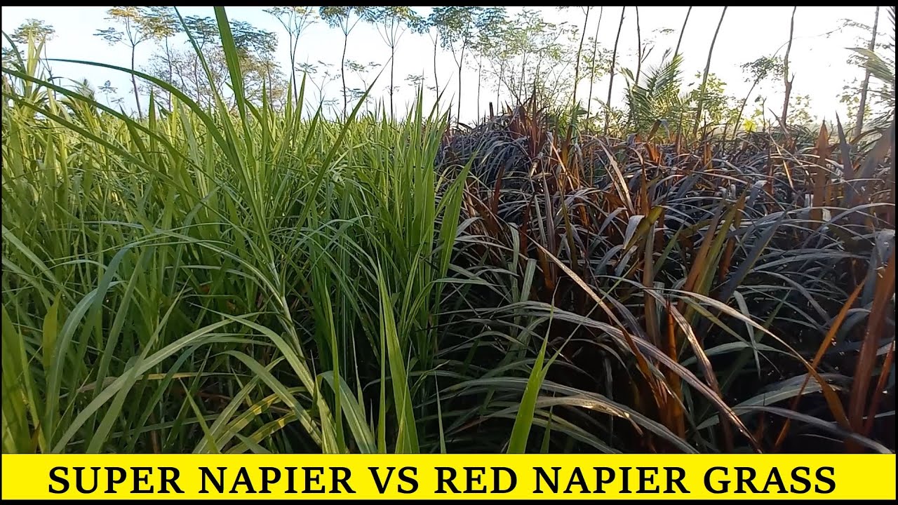 What is the difference between Red Napier and Super Napier? - YouTube