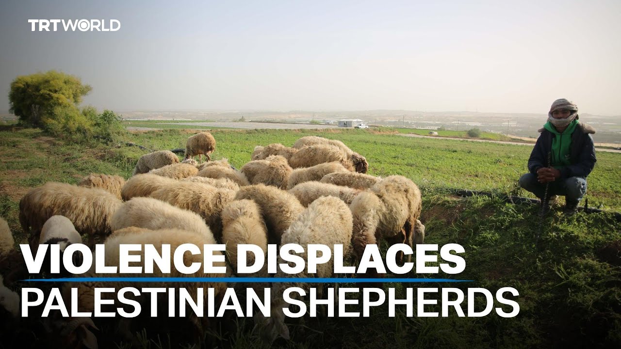 Palestinian shepherds forced out in 'reign of terror' - YouTube
