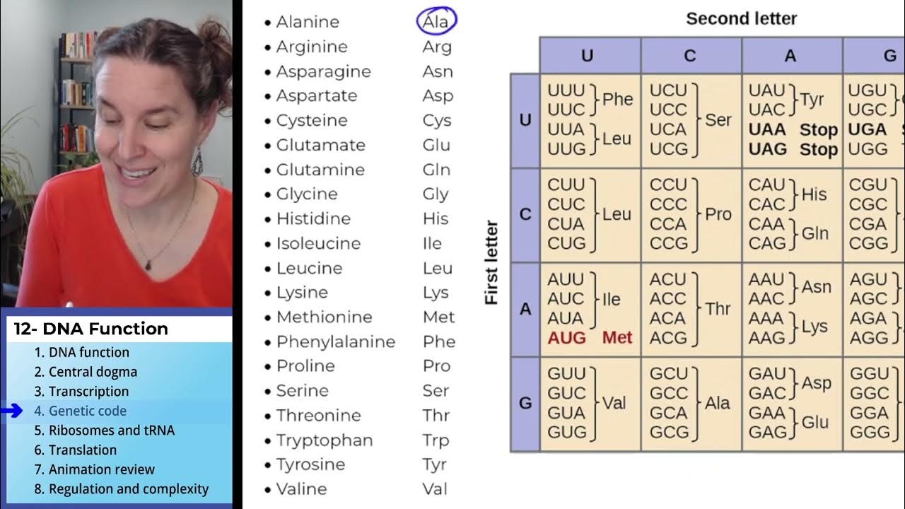 DNA Function 4- The genetic code - YouTube