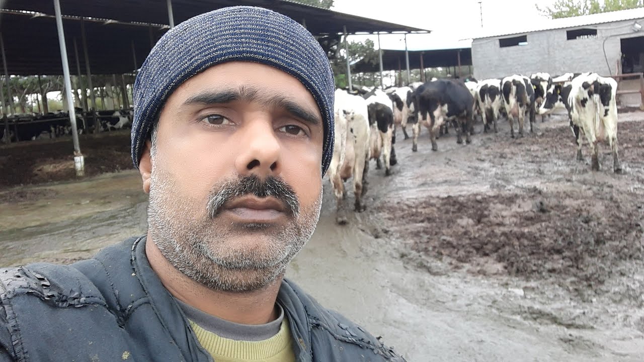 Beauitful dairy farm cows //Turkish cow - YouTube