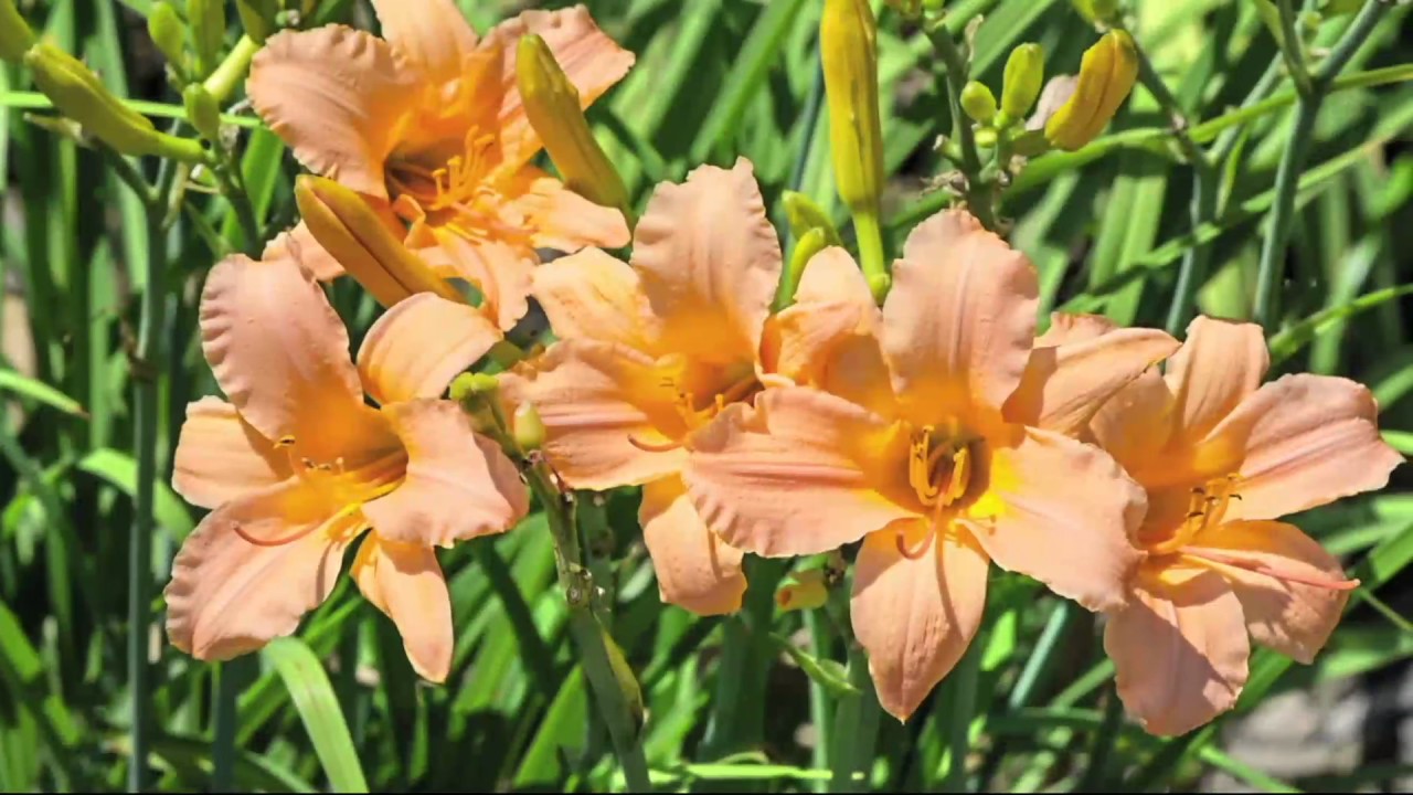 Roberta's 9-piece Immense and Fragrant Reblooming Daylilies on QVC ...