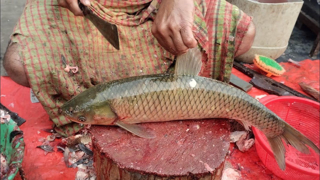Tha Best Big Gilas Cup Fish cutting Skills.... - YouTube