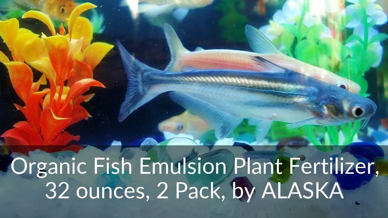 Organic Fish Emulsion Plant Fertilizer 32oz 2 Pack by ALASKA - YouTube