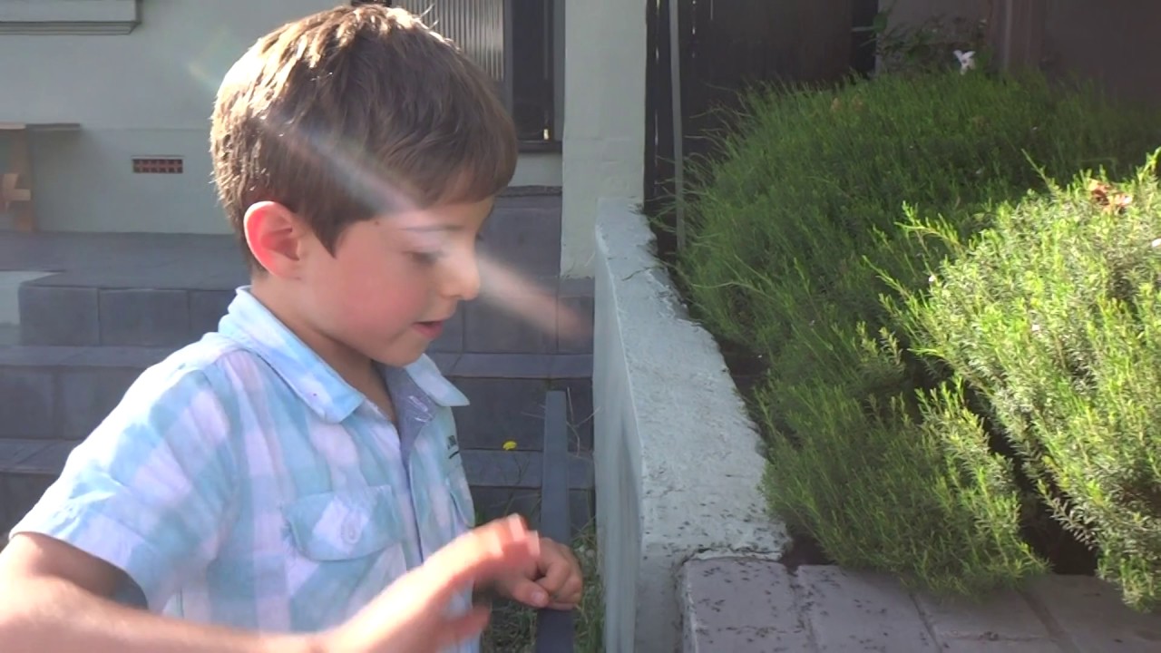 AwA Black Ants (Lasius niger) and Juvenile Redback Spider (Latrodectus ...